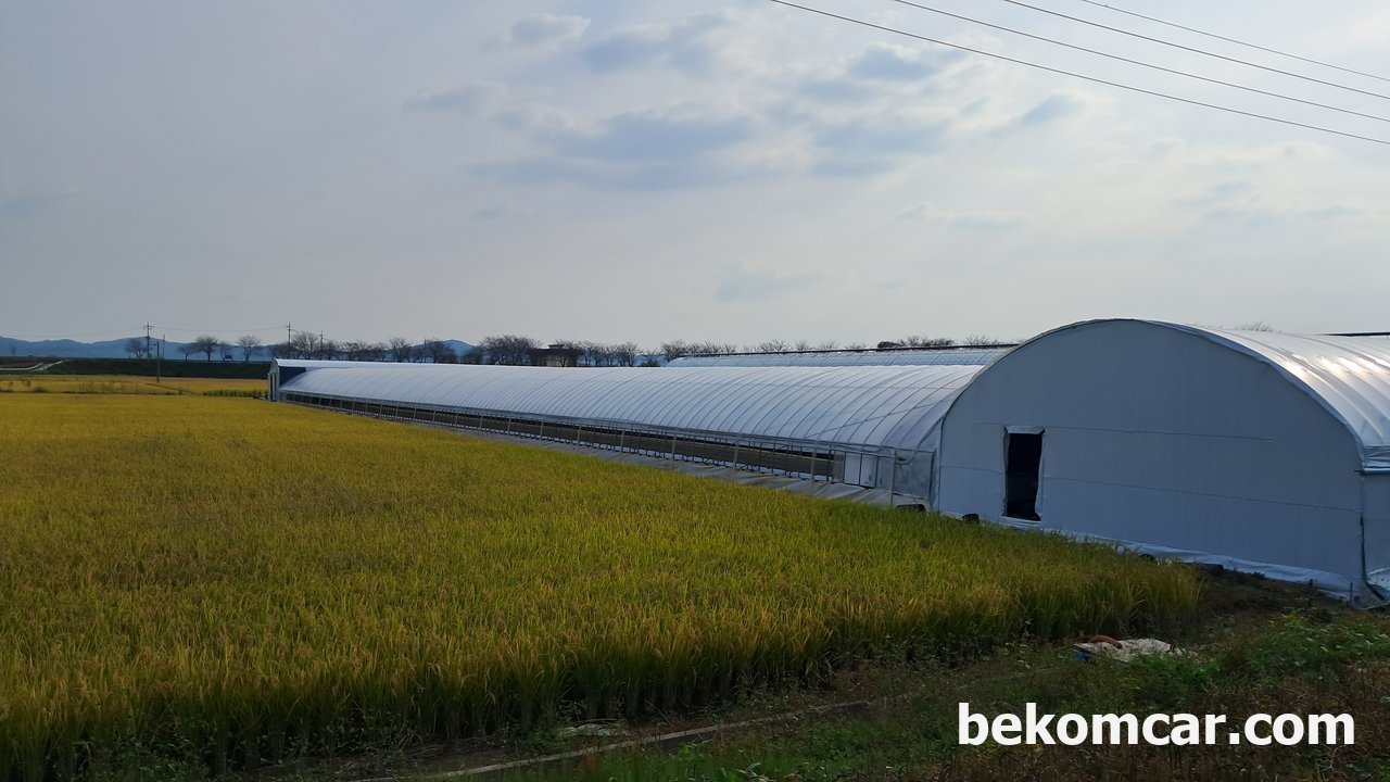 혼다 시빅, 라스의 어느가을날의 들판 나들이 | 베콤카 (bekomcar.com)